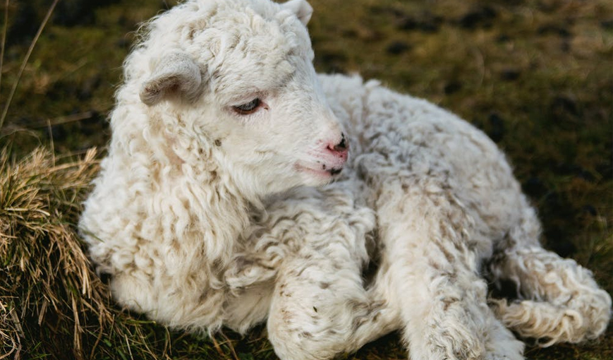 The Lost Sheep: Needing a Shepherd - Ultimate Outcomes - Advent Blog